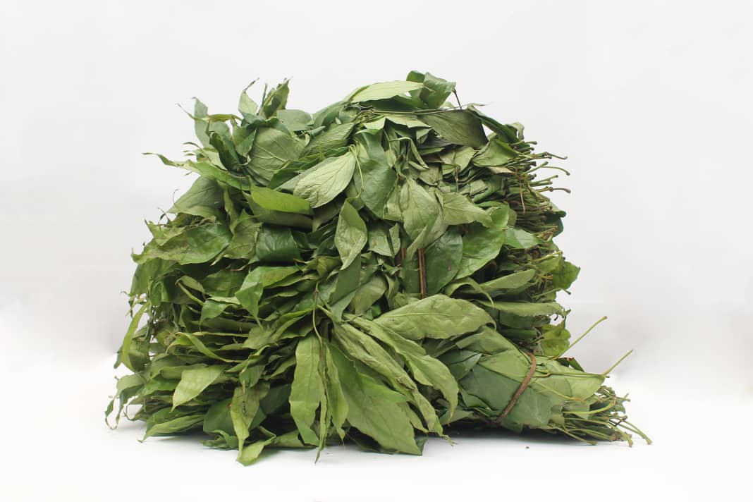 Afang leaf – SHOP AFRICA USA